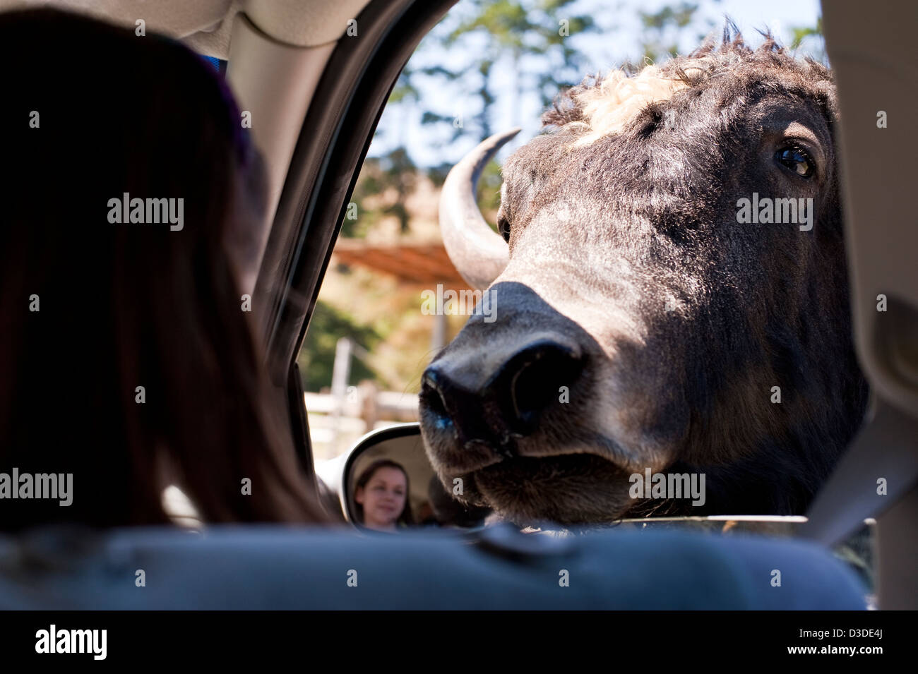 Olympic Game Farm with Yak sticking his head into car window gettting ...