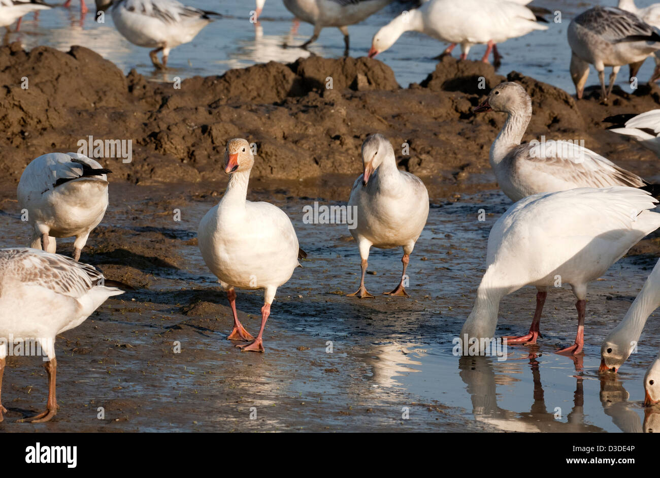 WA08106-00...WASHINGTON - Geese enjoying an evening drink at a farm ...