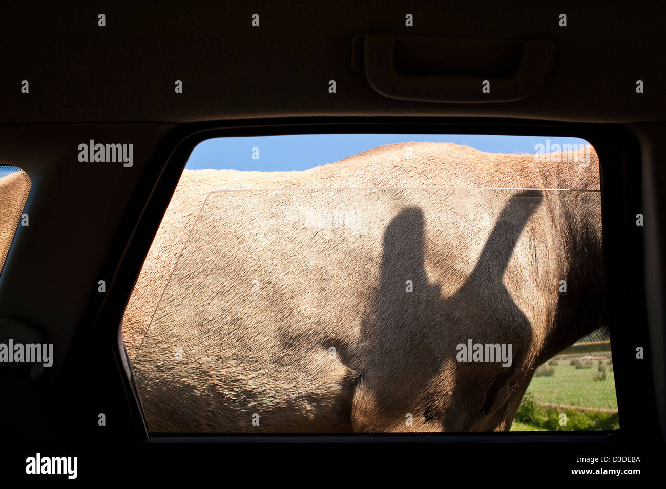 Sequim Game Farm Olympic Game Farm elk at car window Stock Photo - Alamy