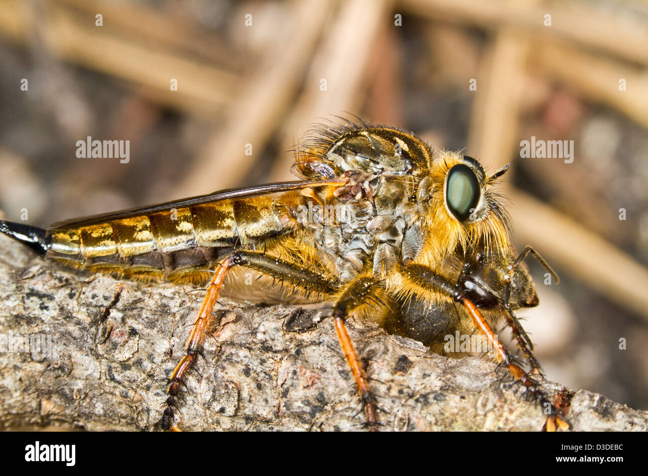 Close view detail of a beautiful giant robber fly (proctacanthus ...