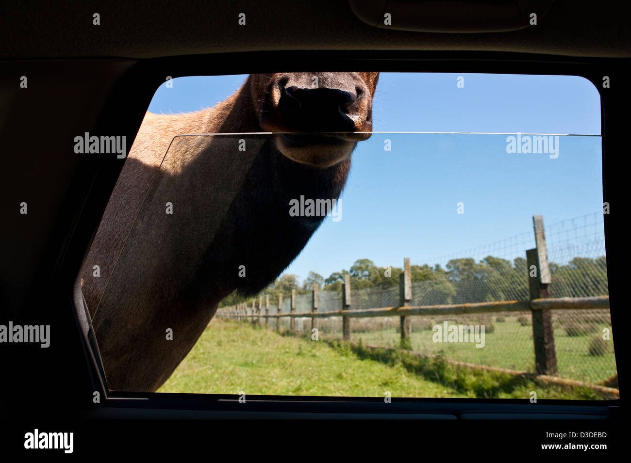 Sequim Game Farm Olympic Game Farm elk at car window Stock Photo - Alamy