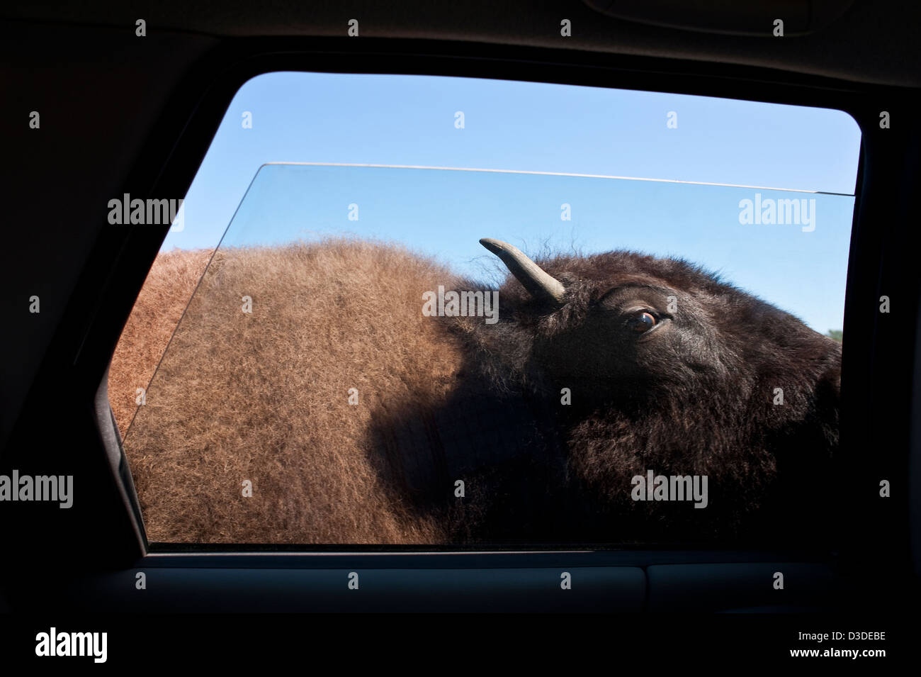 Sequim Game Farm Olympic Game Farm American Bison at car window Stock ...