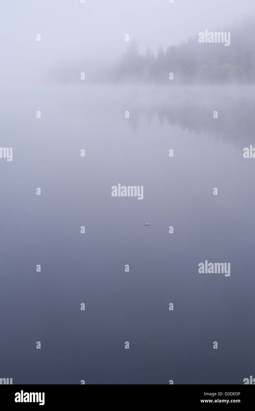 Lake sunrise in fog with trees along shoreline shrouded in mist, air ...
