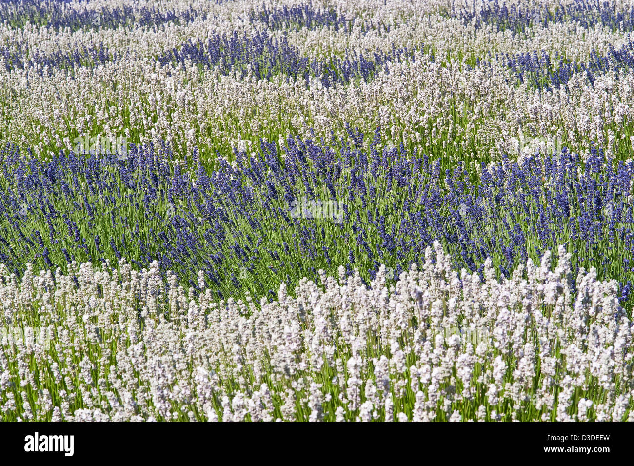 Lavender field rows of white and purple flowers at festival time in ...
