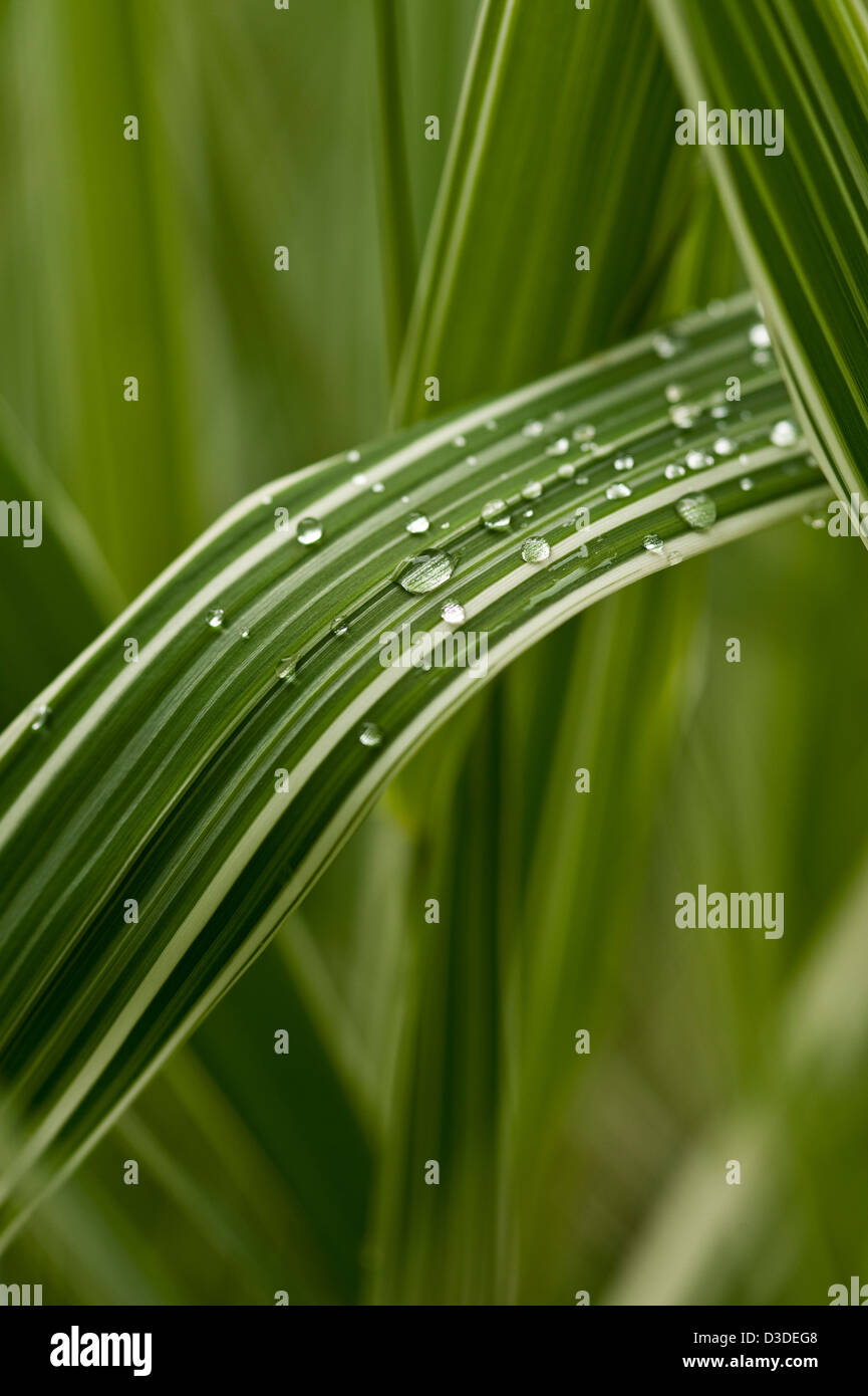 Tall green grass in drops hi-res stock photography and images - Alamy