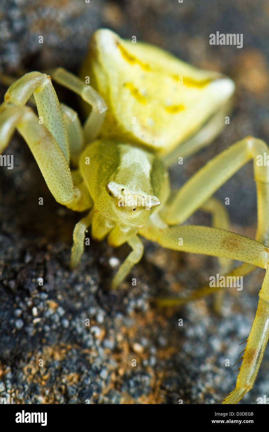 Close up view detail of a beautiful yellow crab spider Stock Photo - Alamy