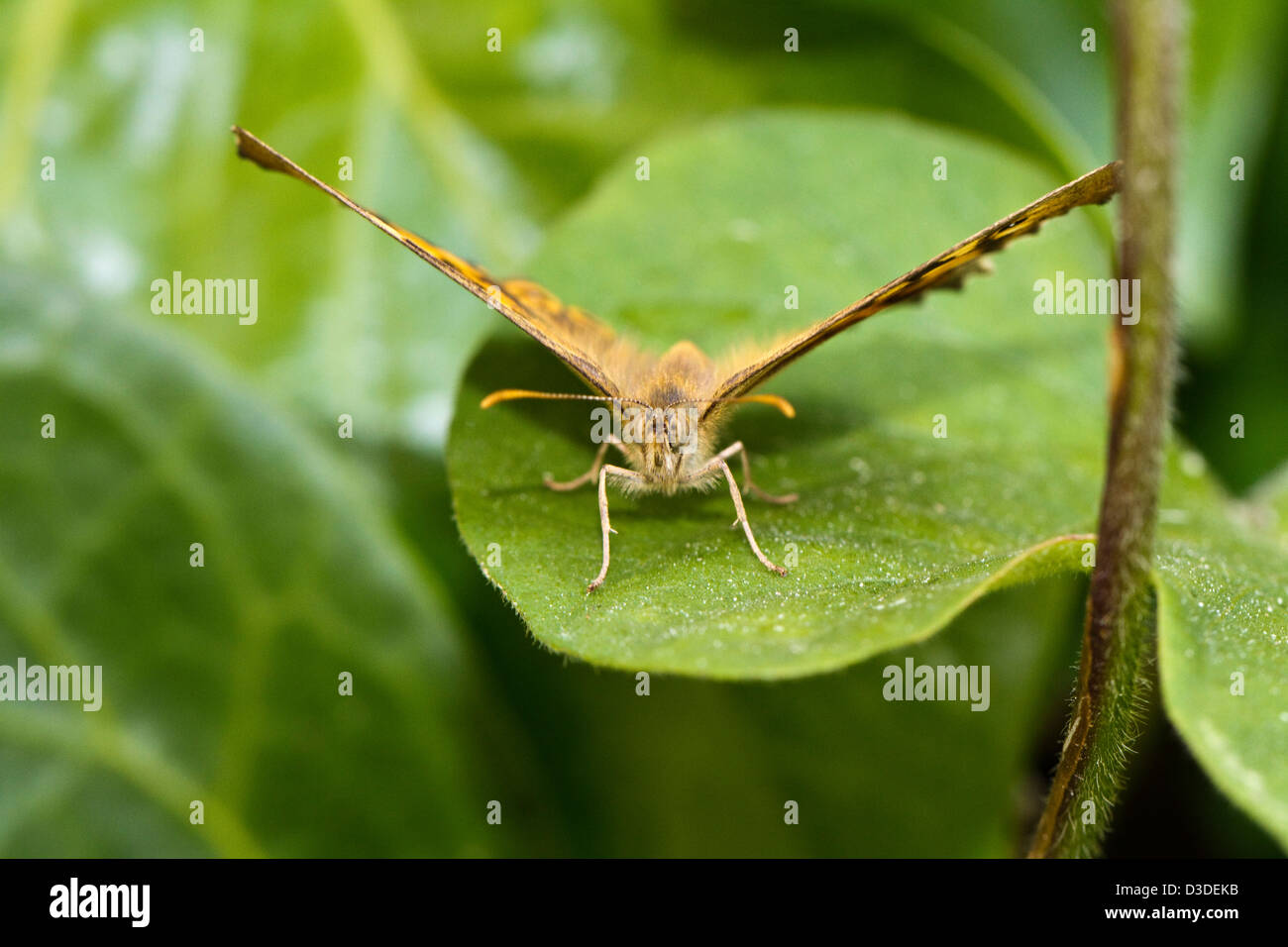 Close view of a beautiful butterfly insect on top of a leaf Stock Photo ...