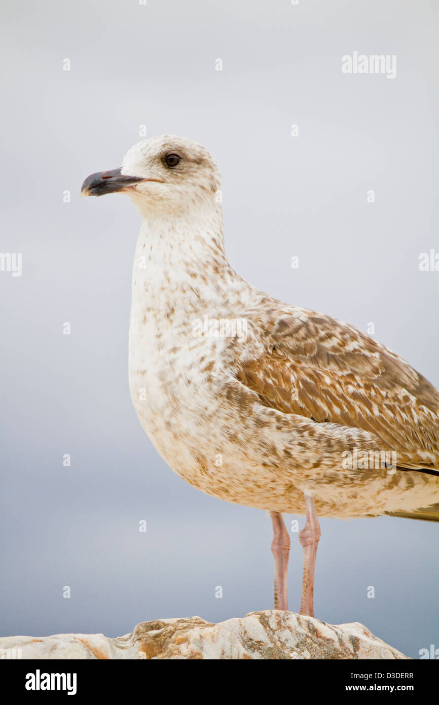 Close view of the seagull bird on the docks Stock Photo - Alamy