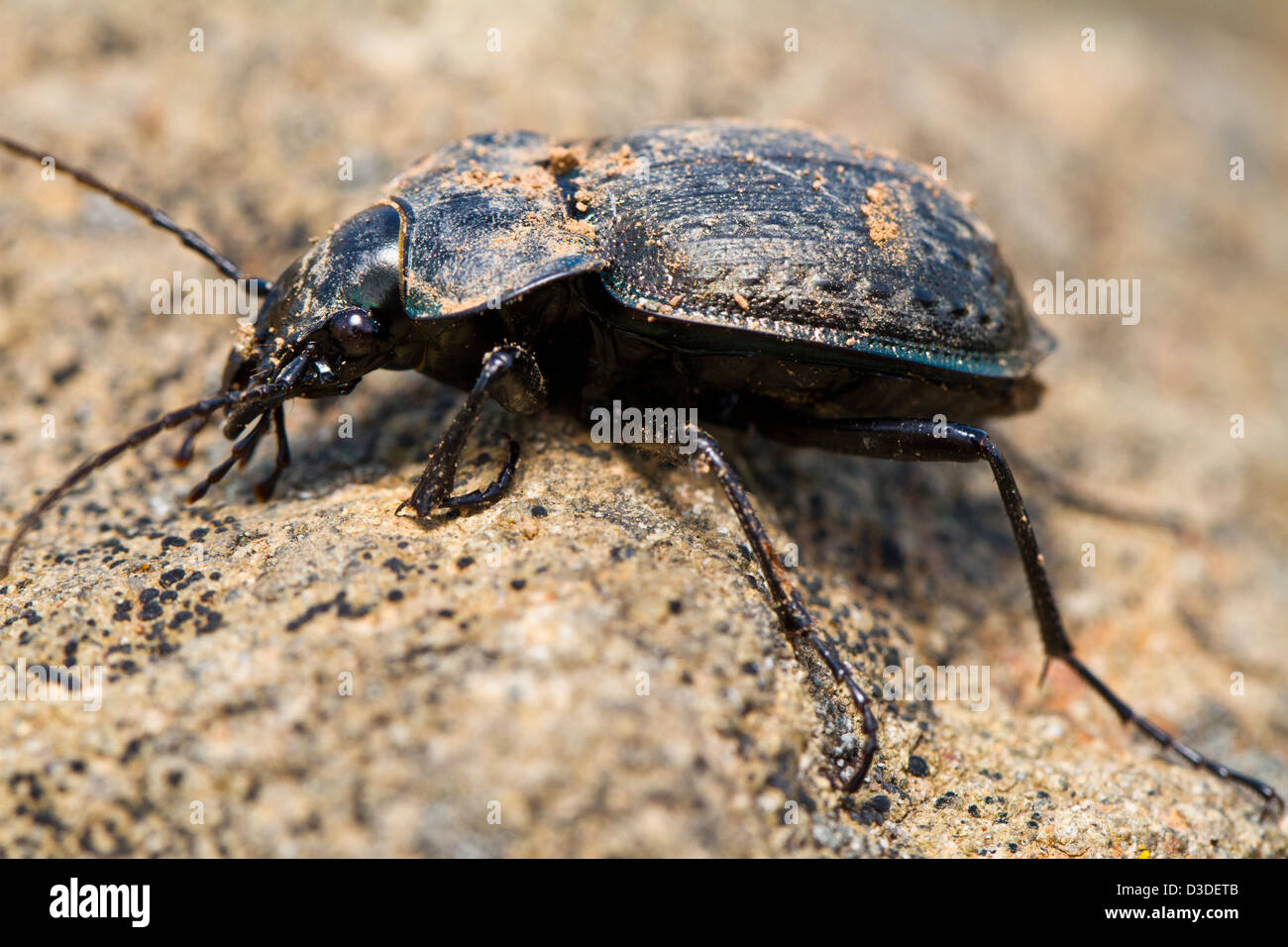 Calosoma hi-res stock photography and images - Alamy