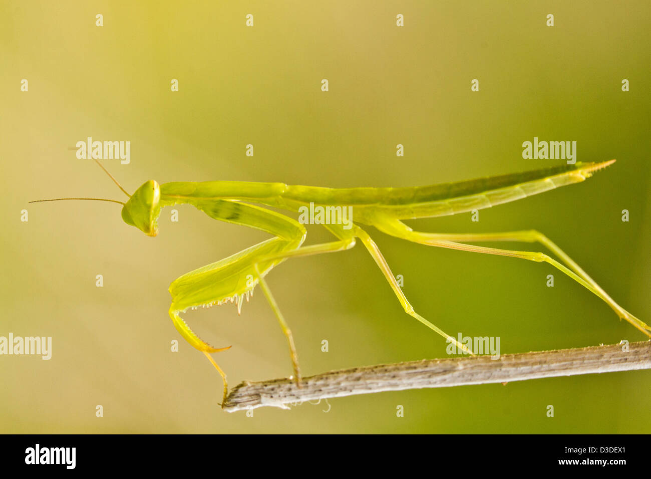 Close up view detail of the beautiful green European Dwarf Mantis ...