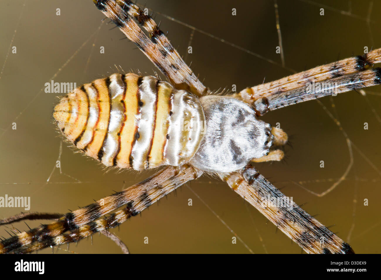 Close up view of the beautiful Orb-weaving Spider (Argiope bruennichi ...