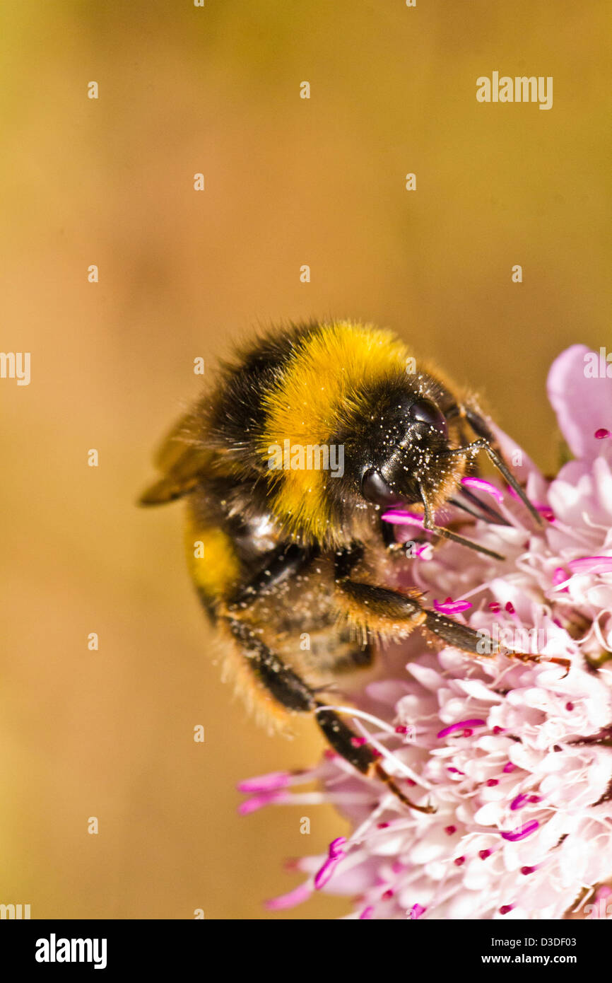 Close up view of the beautiful Buff-tailed Bumblebee (Bombus terrestris ...