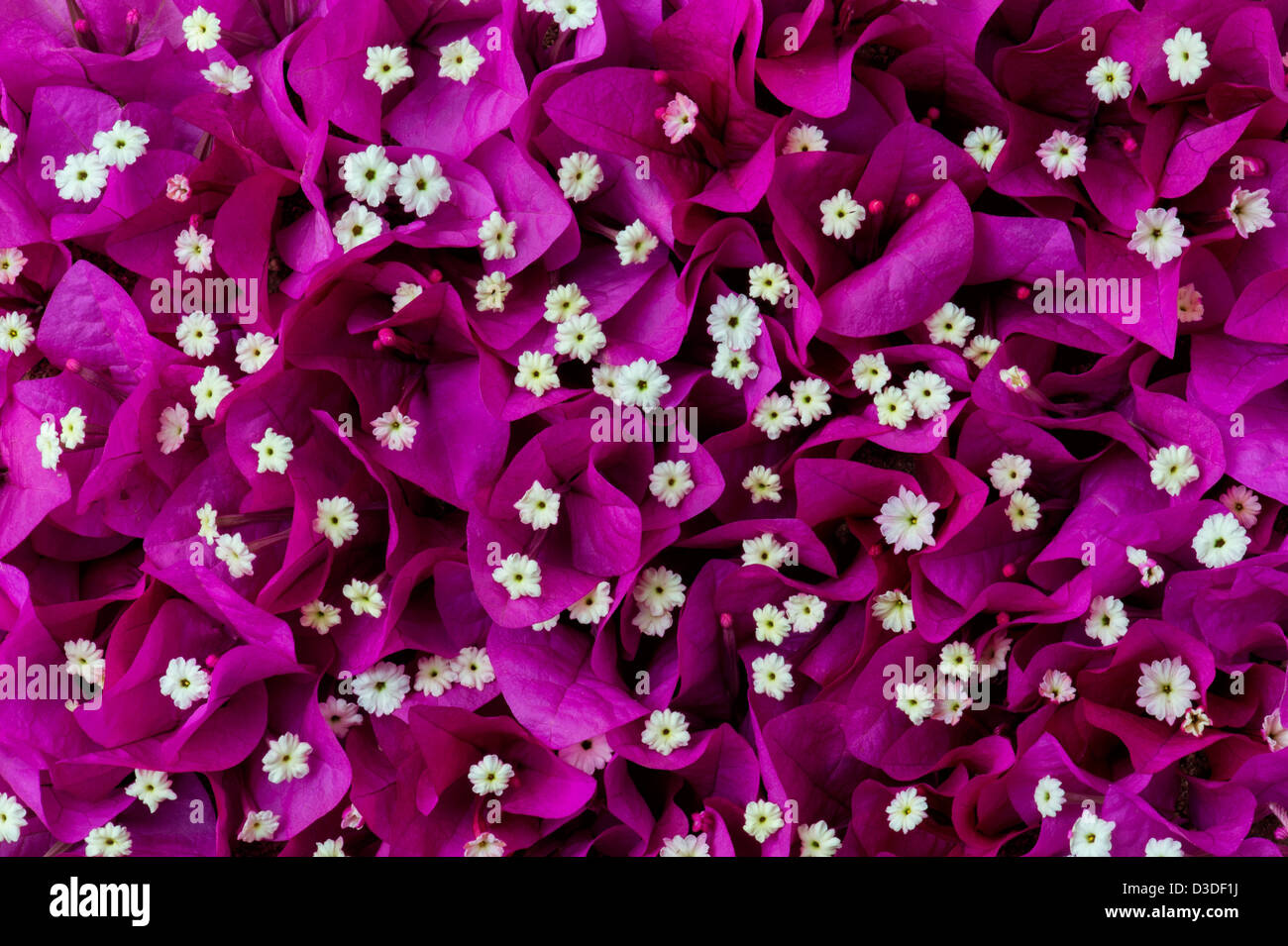 India Bougainvillea Flowers High Resolution Stock Photography and ...