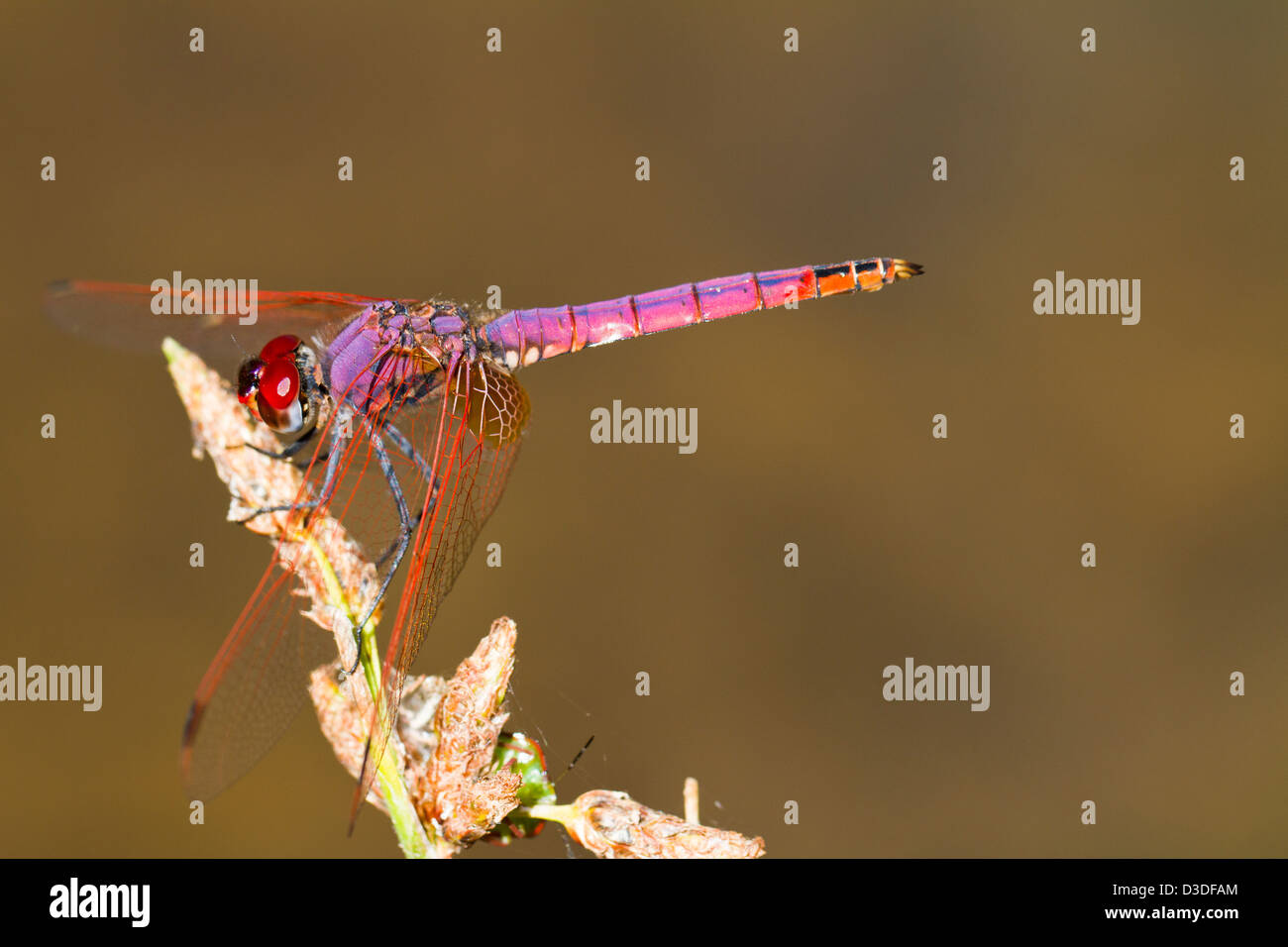 Close up view of a Violet Dropwing (Trithemis annulata) dragonfly insect Stock Photo - Alamy