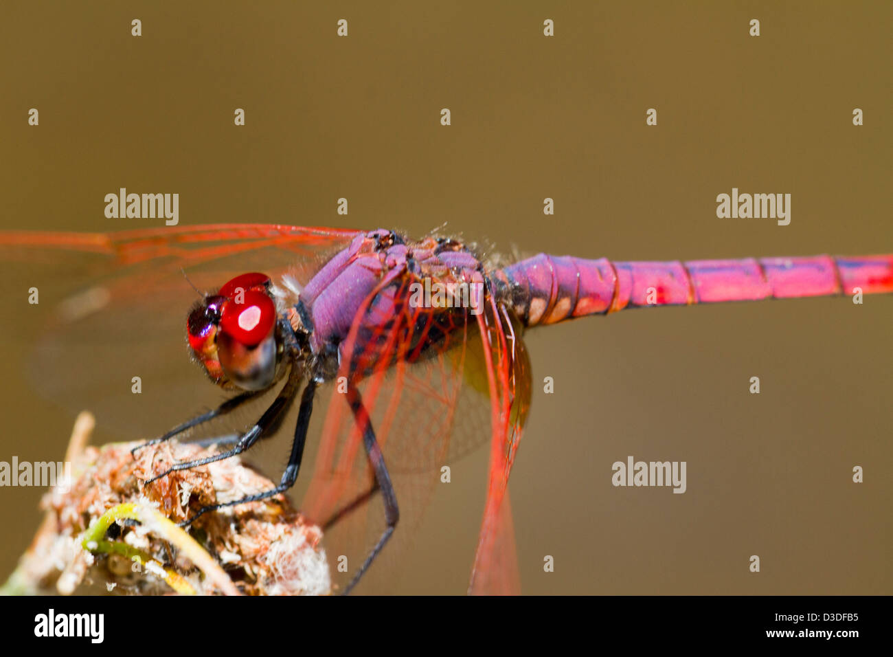 Close up view of a Violet Dropwing (Trithemis annulata) dragonfly ...