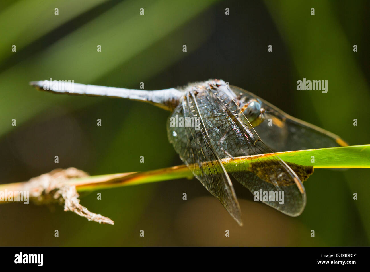 Close up view of a Epaulet Skimmer (Orthetrum chrysostigma) dragonfly ...