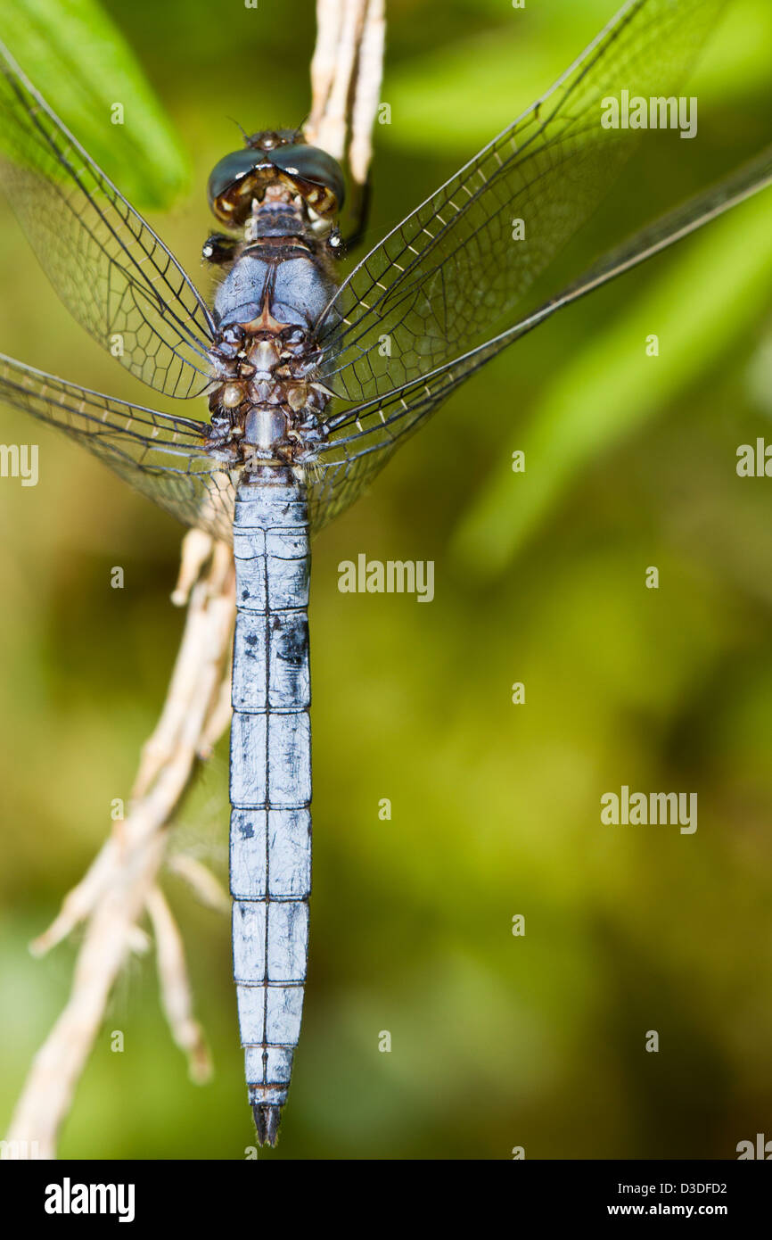 Close up view of a Epaulet Skimmer (Orthetrum chrysostigma) dragonfly ...