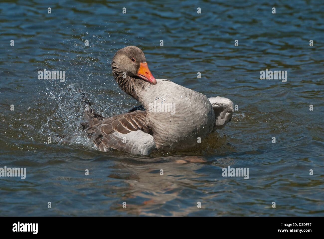 Greylag Goose bathing in shallow water Stock Photo - Alamy