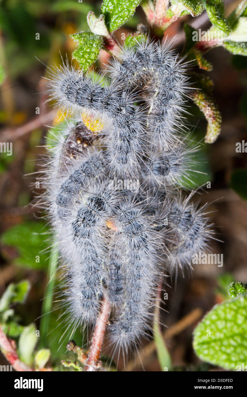 Close view detail of a swarm of euphydryas aurinia caterpillars Stock ...