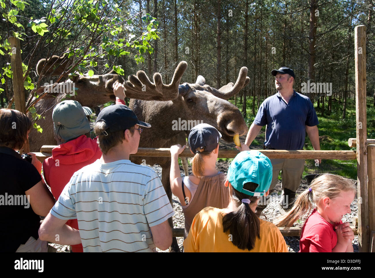 Sweden Moose Park High Resolution Stock Photography and Images - Alamy