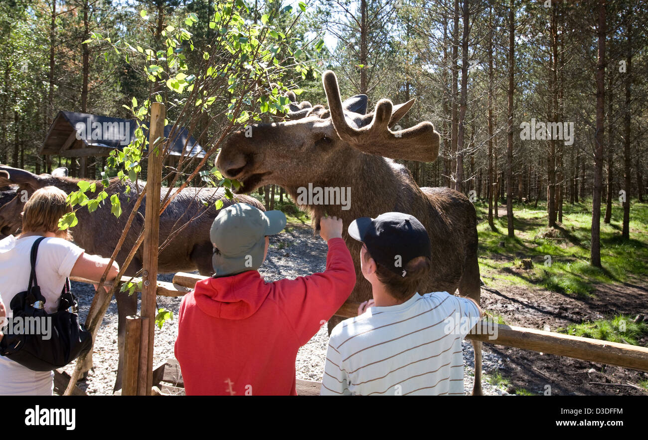 Ed, Sweden, tourists on the elk farm Dalslands Moose Ranch Stock Photo ...