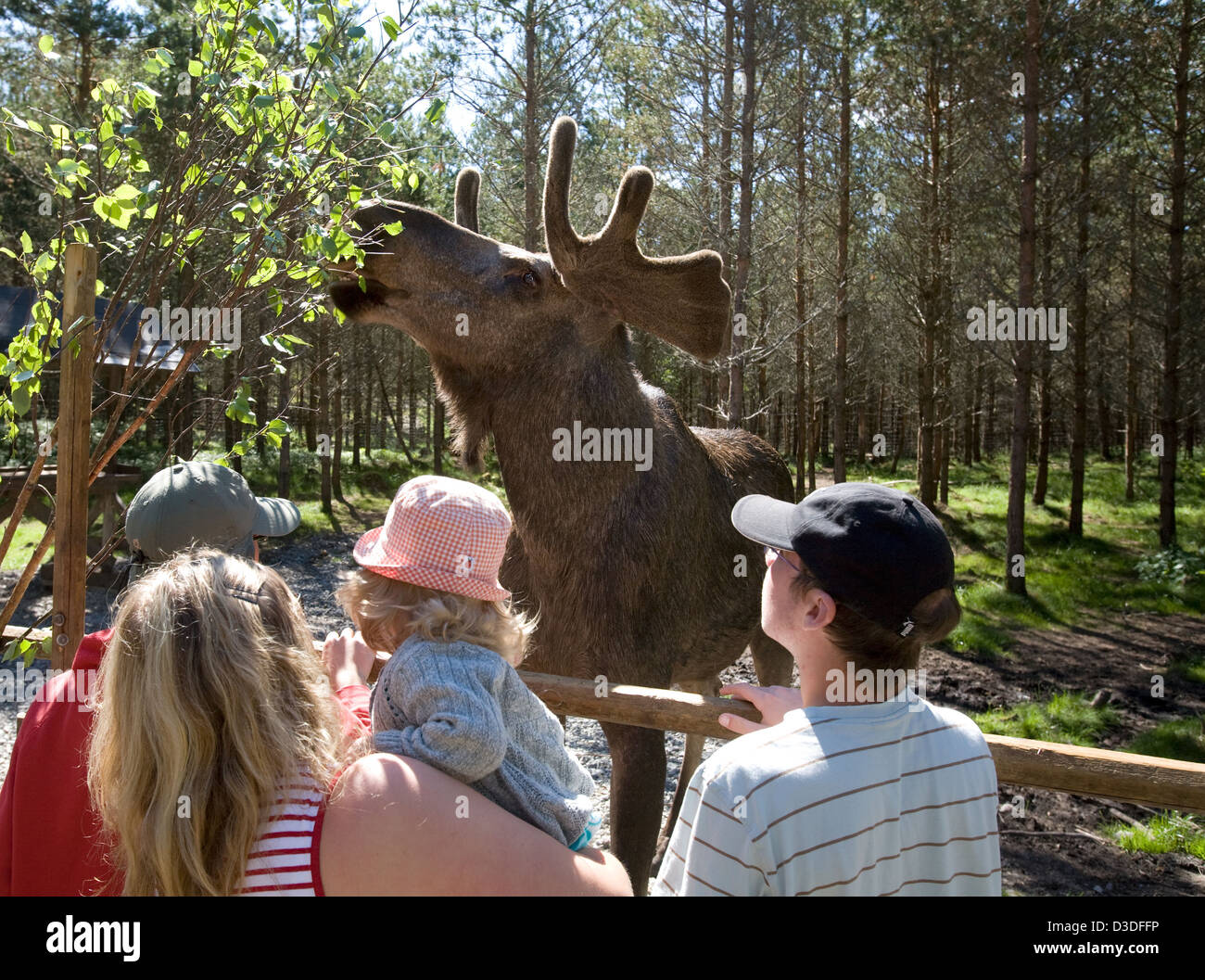 Dalsland moose hi-res stock photography and images - Alamy