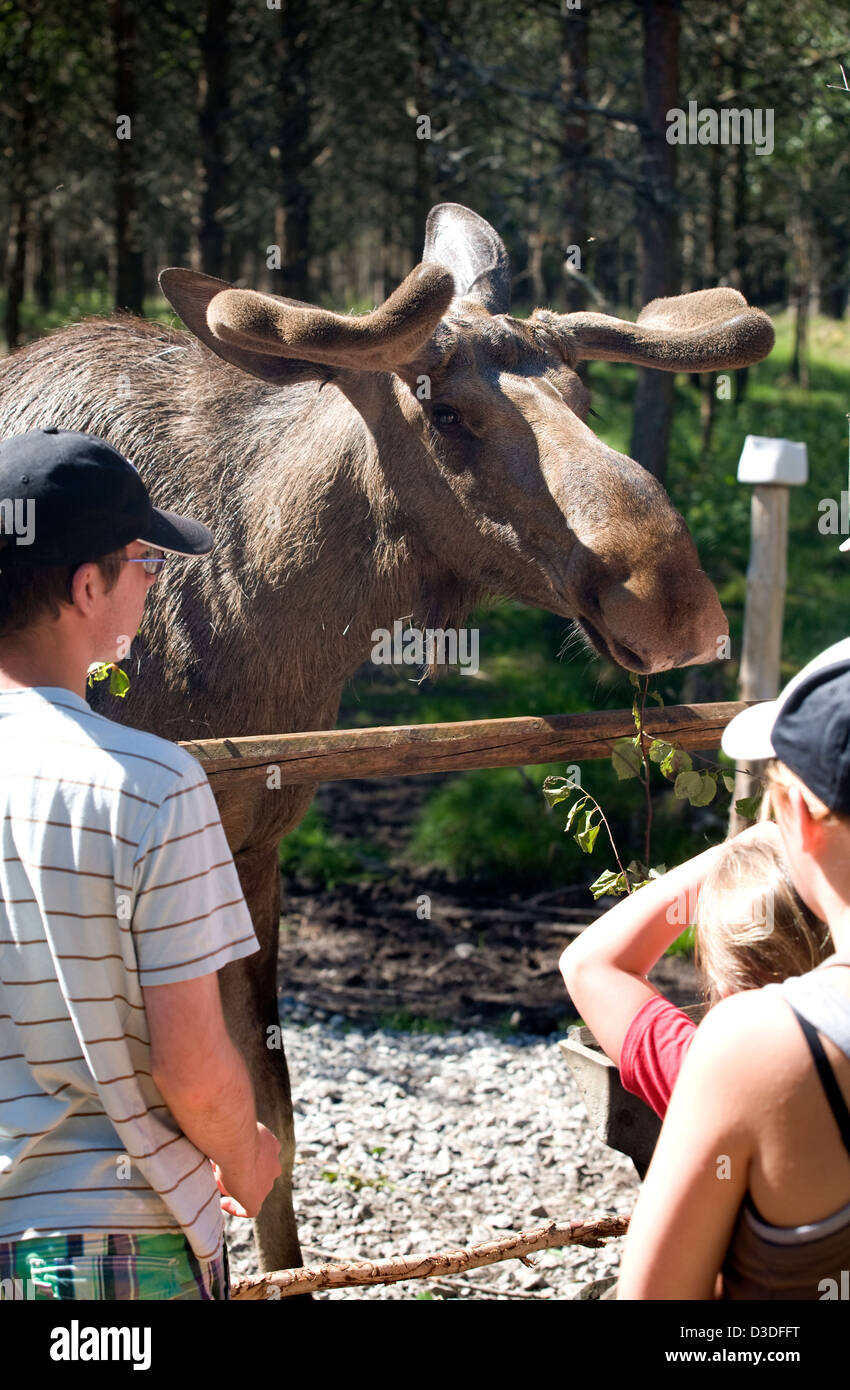 Ed, Sweden, tourists on the elk farm Dalslands Moose Ranch Stock Photo ...