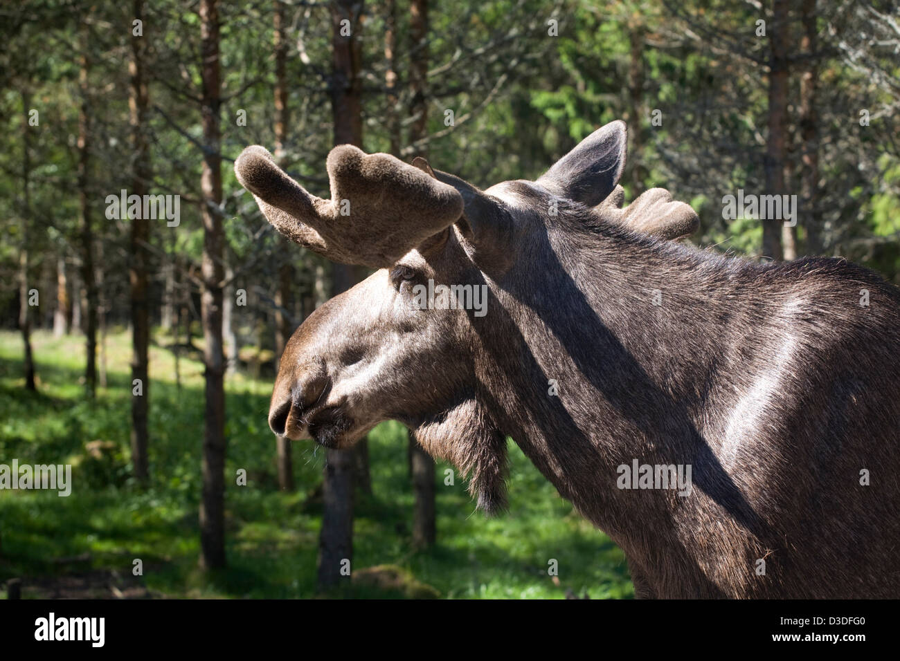 Ed, Sweden, Kopfportraet of an elk on the elk farm Dalslands Moose ...