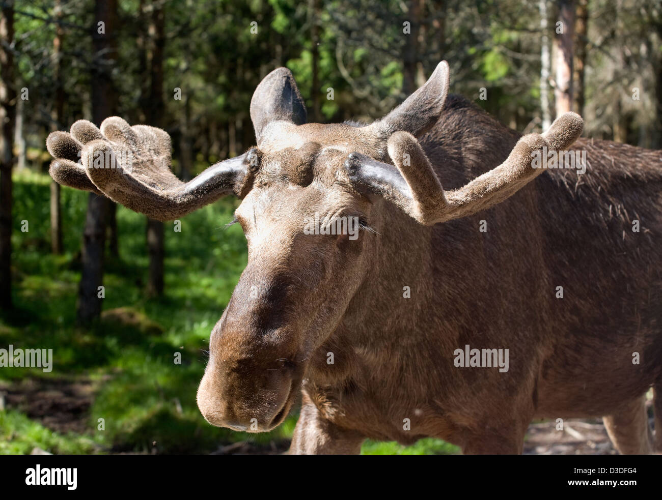 Ed, Sweden, Kopfportraet of an elk on the elk farm Dalslands Moose ...