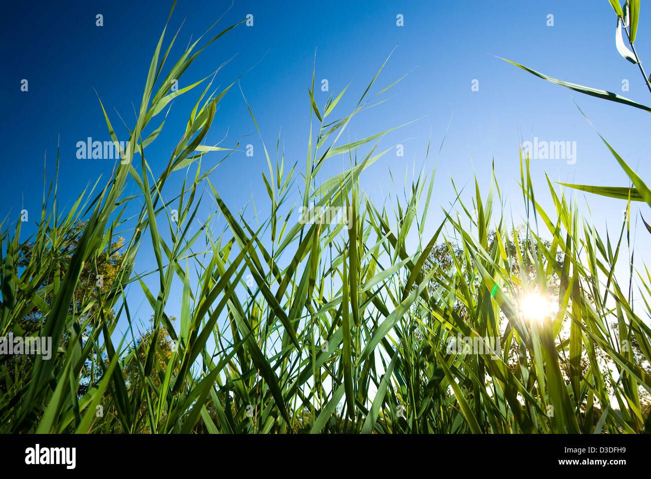 Lush Green Spring Grass Grasses High Resolution Stock Photography and ...