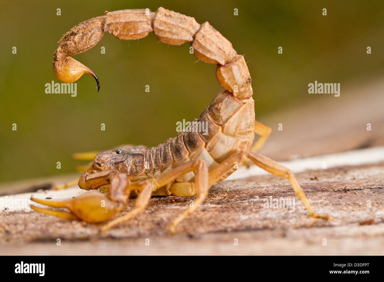 Close view detail of a buthus scorpion (scorpio occitanus Stock Photo ...