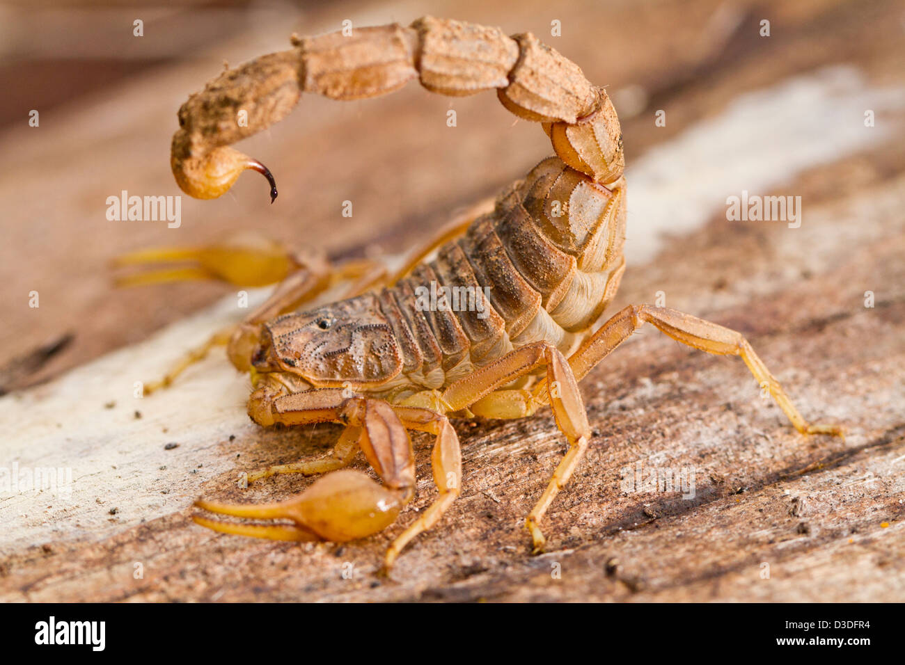 Scorpio occitanus hi-res stock photography and images - Alamy