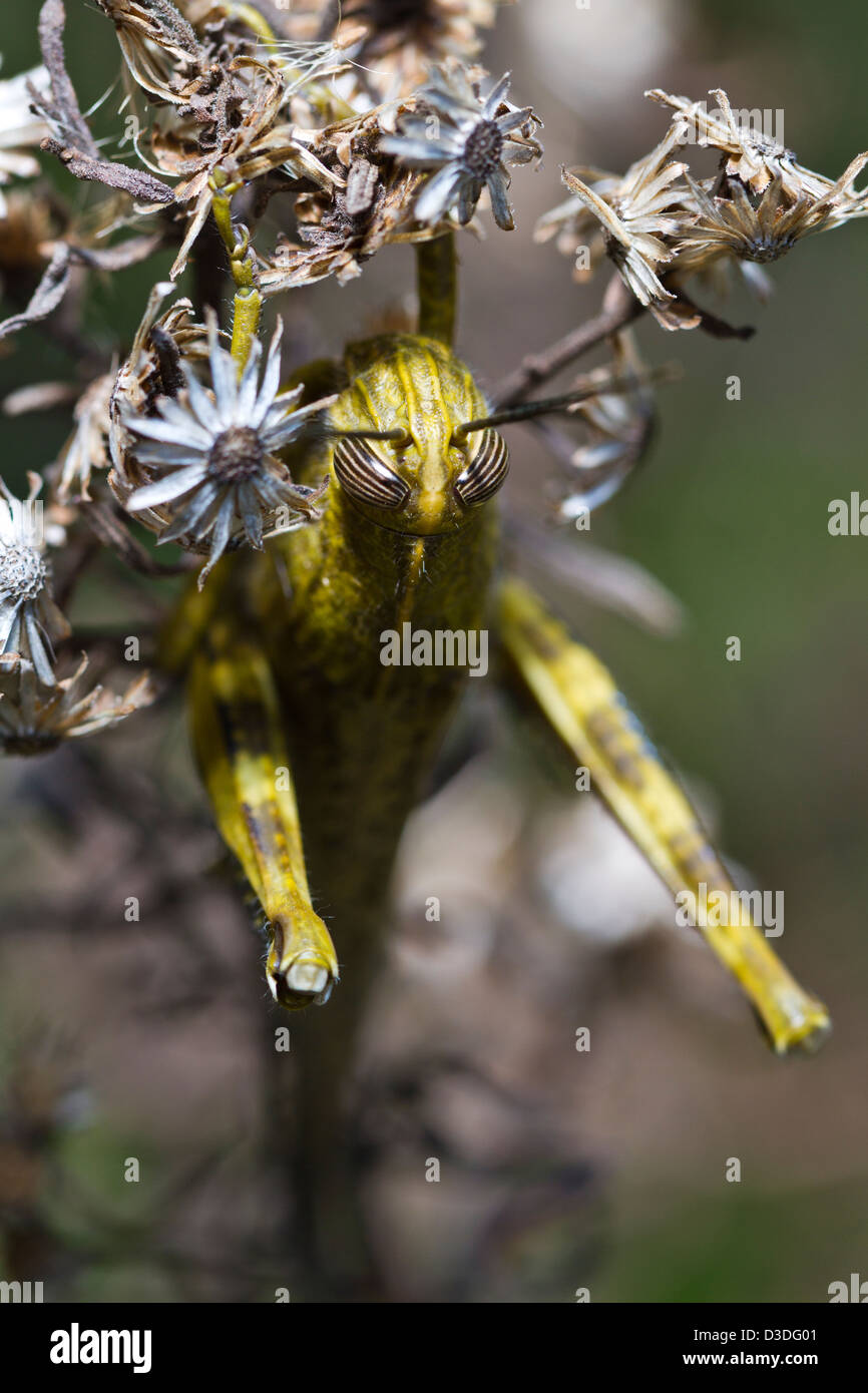 Close up view of an Egyptian grasshopper (anacridium aegyptium Stock ...