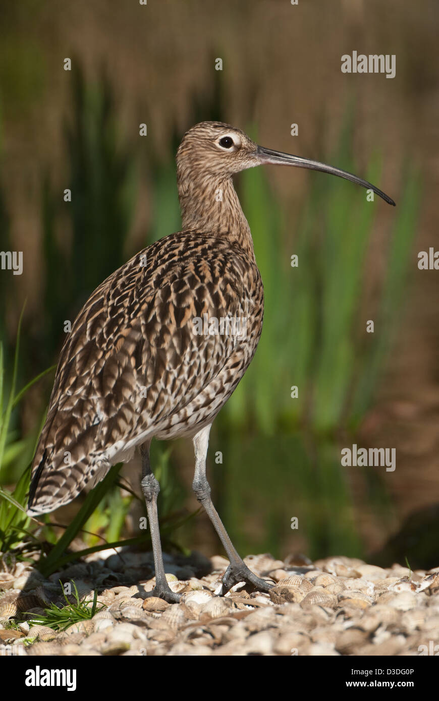 Common curlew hi-res stock photography and images - Alamy