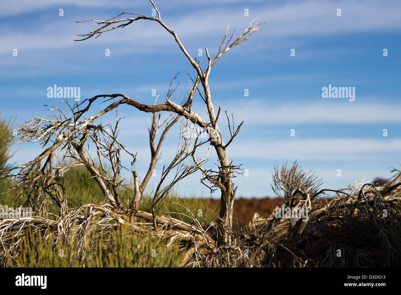 Dead Tree in the desert Stock Photo - Alamy