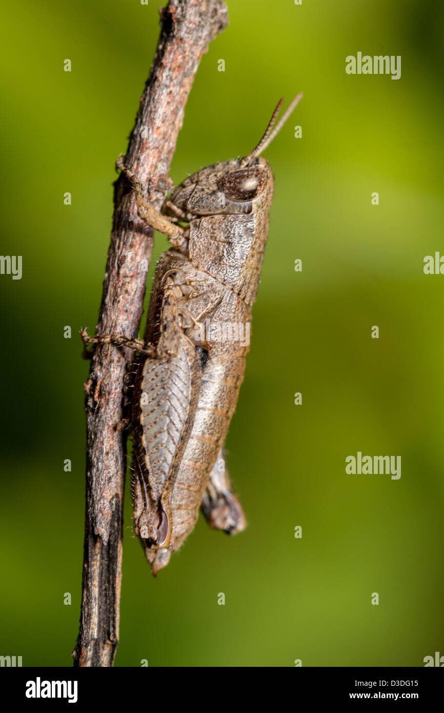 Close up view of a brown grasshopper insect in nature Stock Photo - Alamy