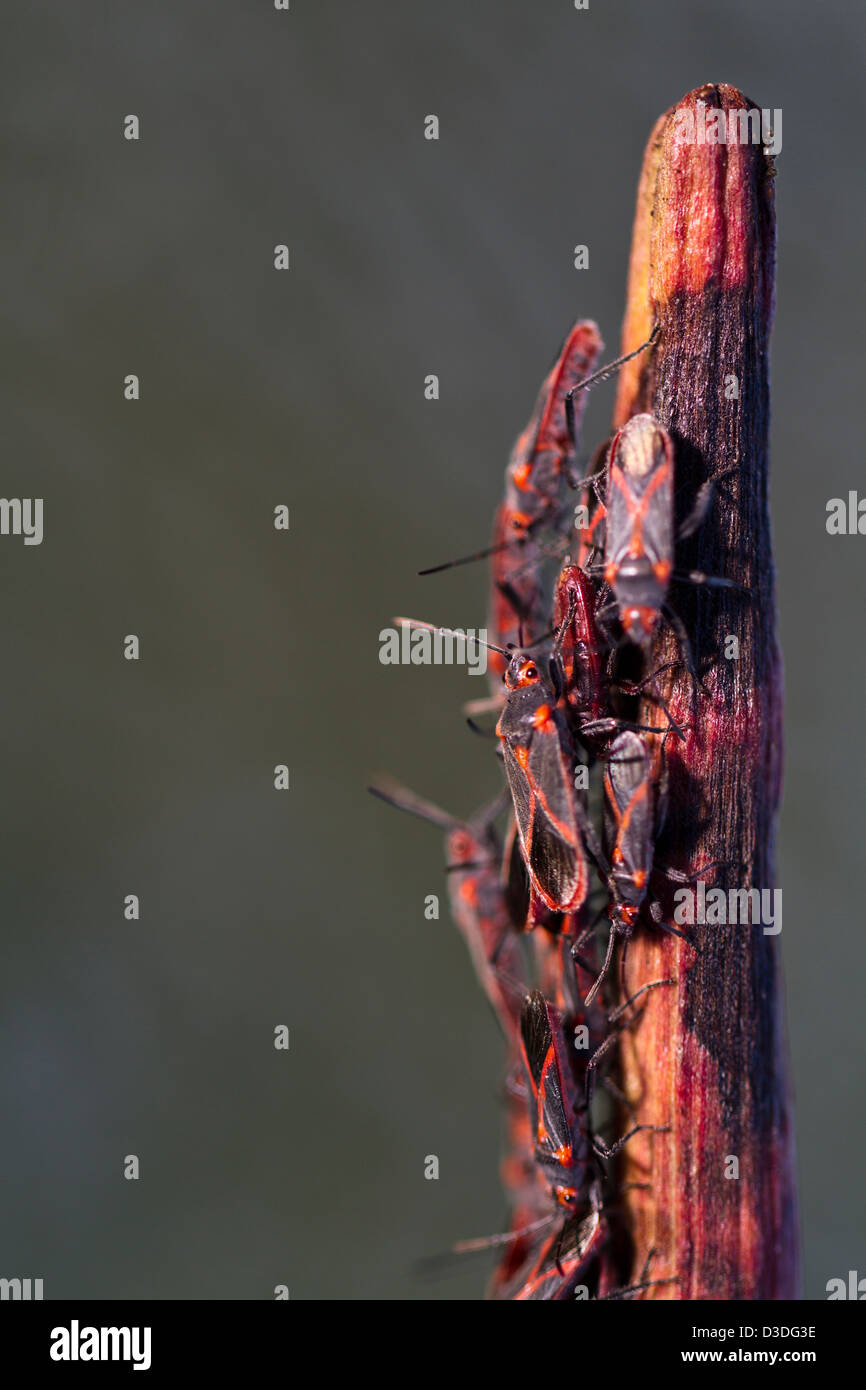 Close up view of a bunch of red bugs (lygaeus equestris) on a plant ...