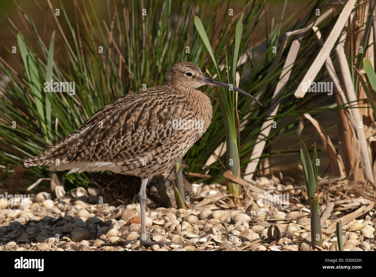 Common curlew hi-res stock photography and images - Alamy