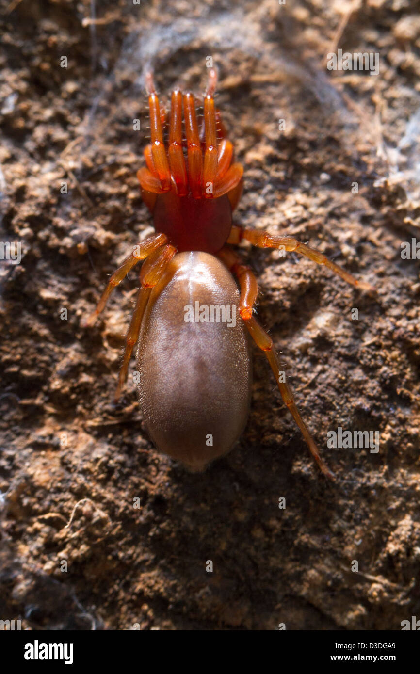 Close up view of a woodlouse spider (Dysdera crocata Stock Photo - Alamy