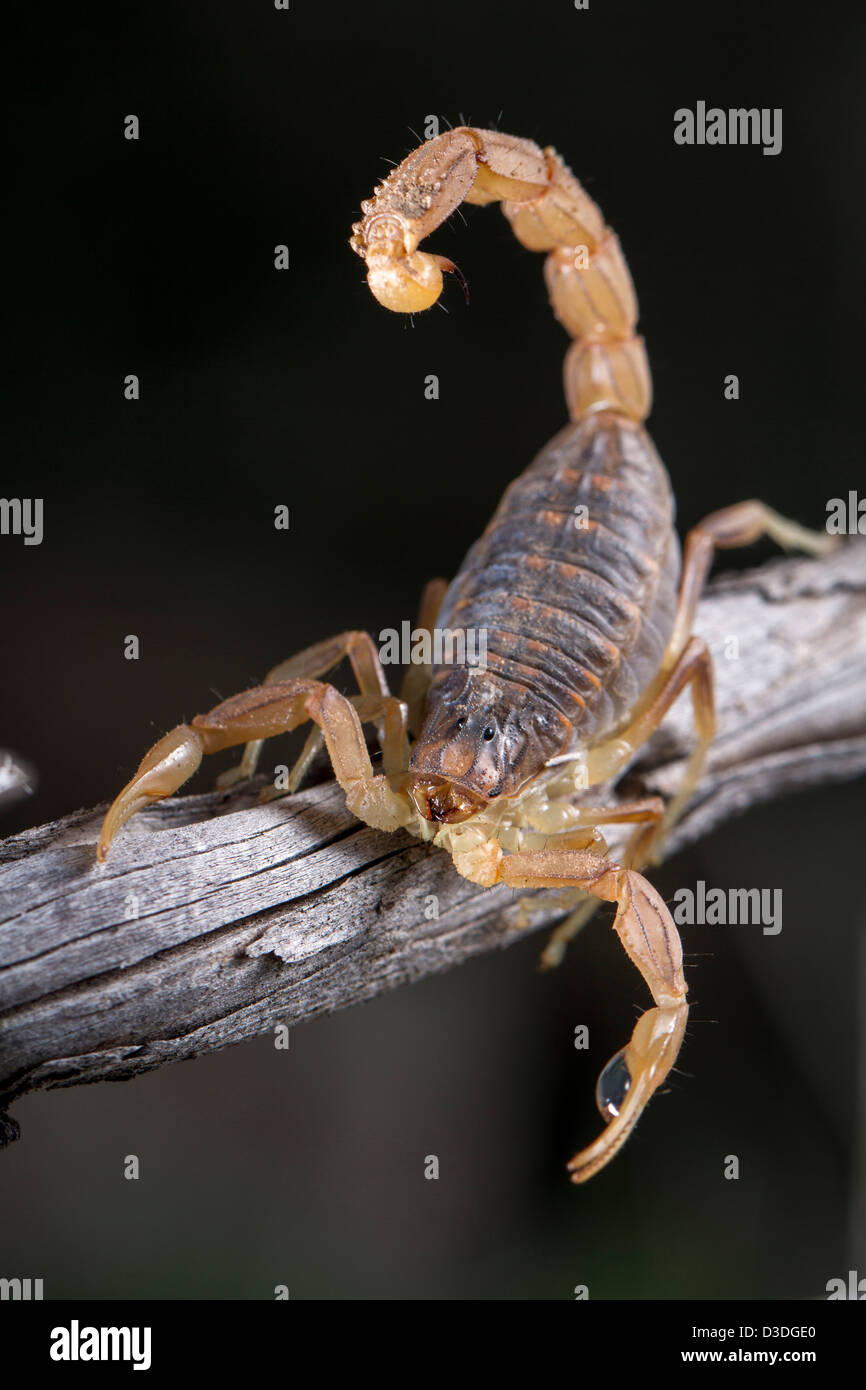 Close up view of a buthus scorpion (scorpio occitanus) in nature Stock ...