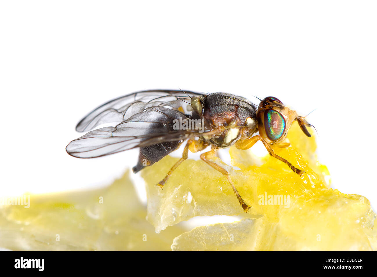 Close view detail of a fly feeding from honey isolated on a white ...