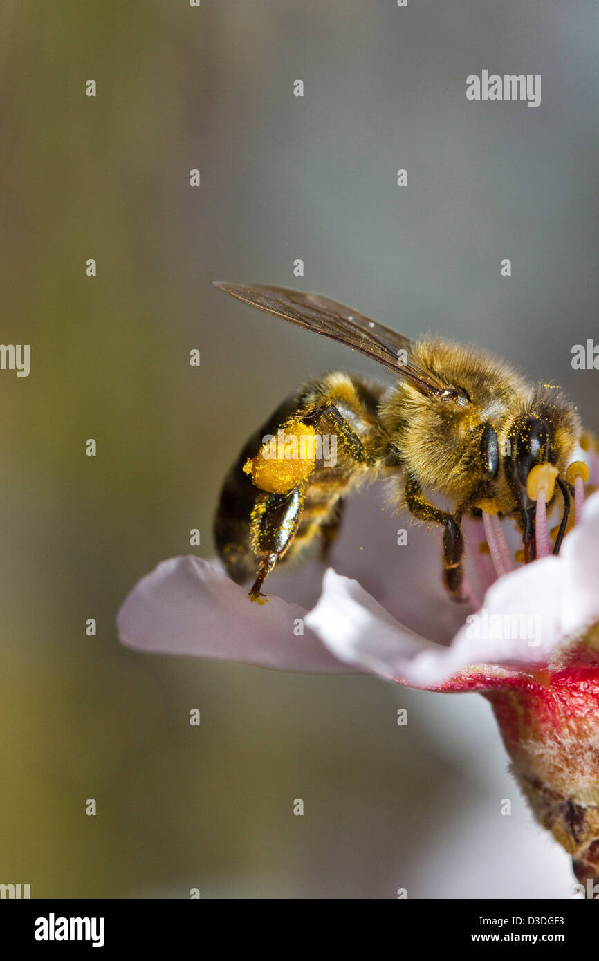 Close up view of a honey bee working on a flower Stock Photo - Alamy