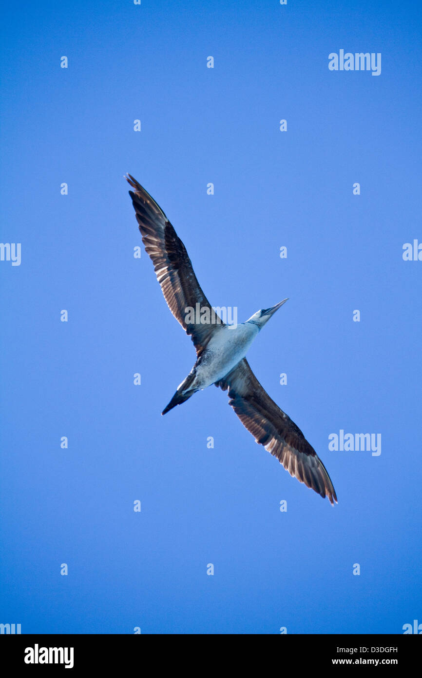 Close view of a young gannet bird in air Stock Photo - Alamy