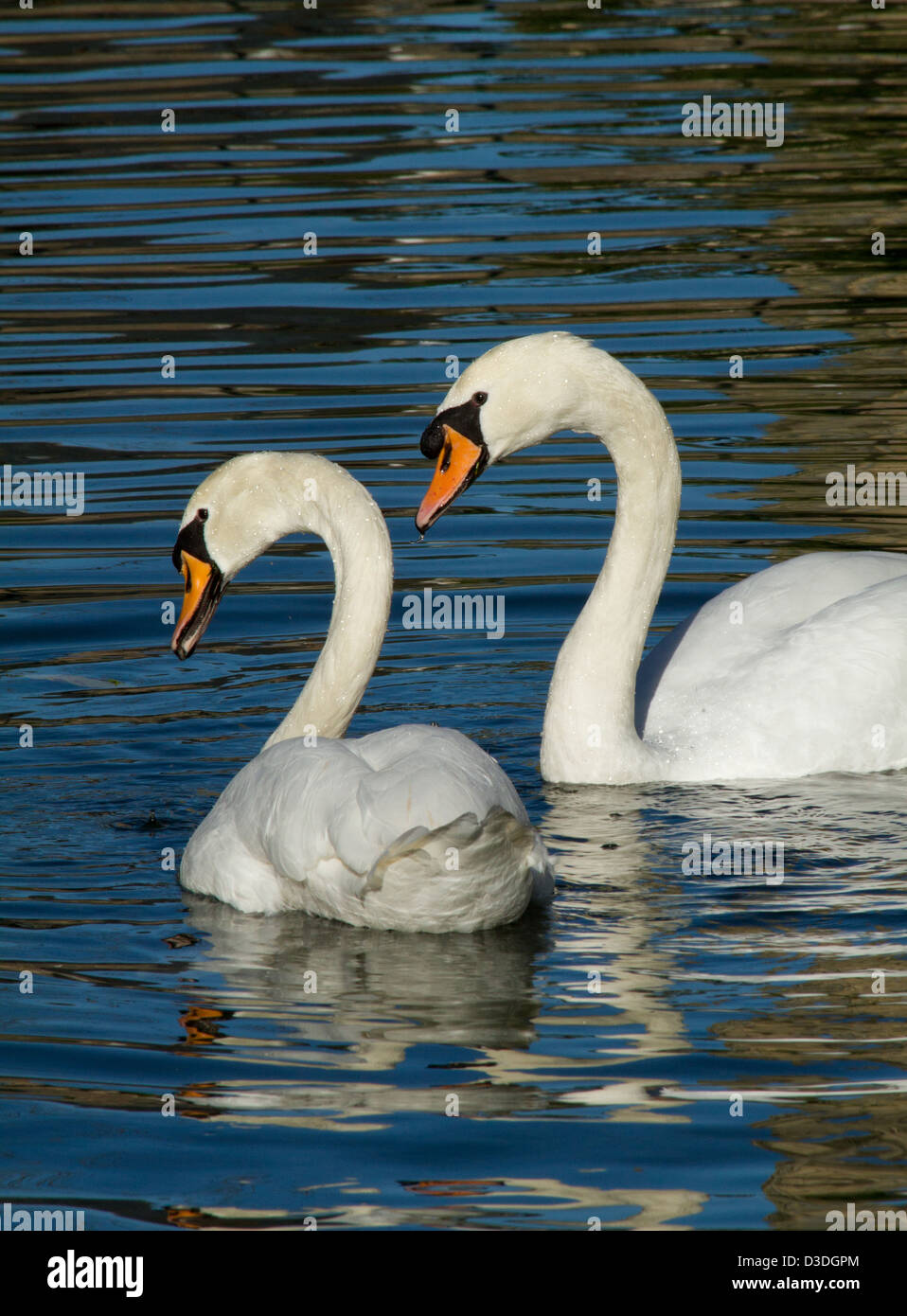 A pair of Swans swimming together Stock Photo - Alamy