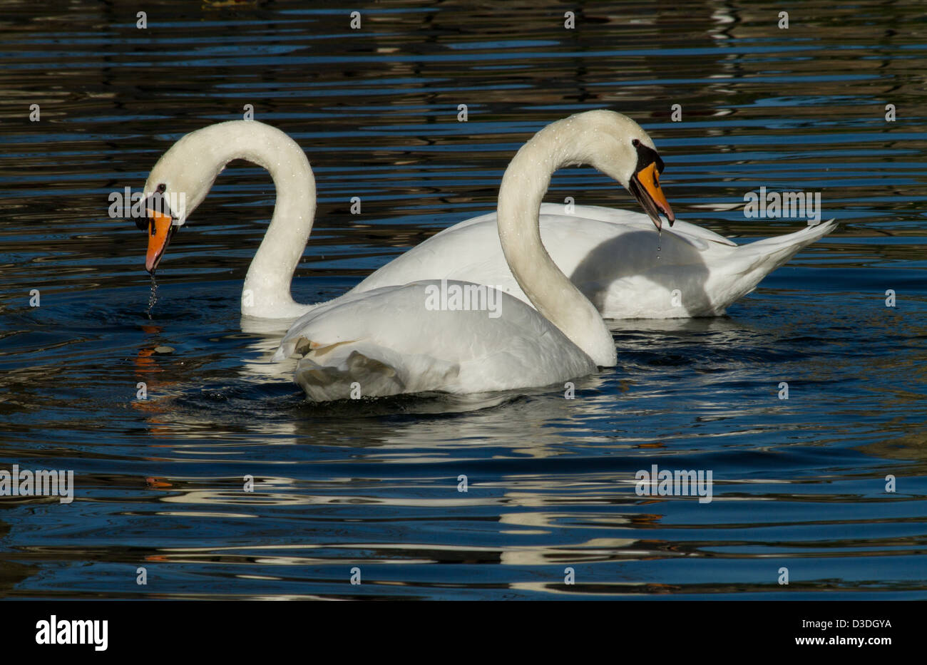 Two Swans swimming together Stock Photo - Alamy