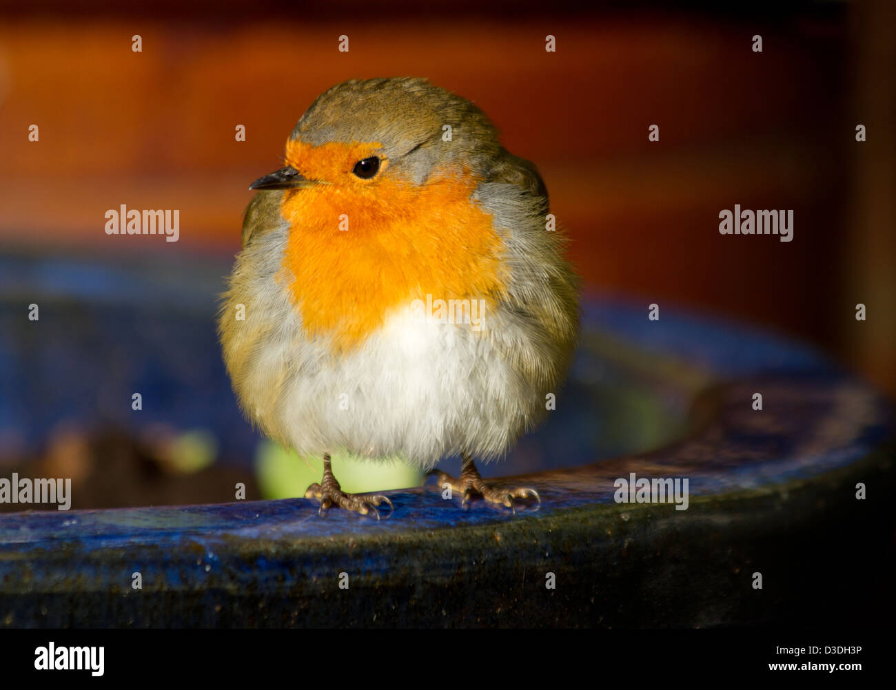 Robin planter hi-res stock photography and images - Alamy
