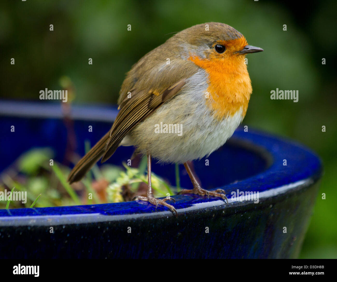 Robin standing on a blue plant pot in a garden Stock Photo - Alamy