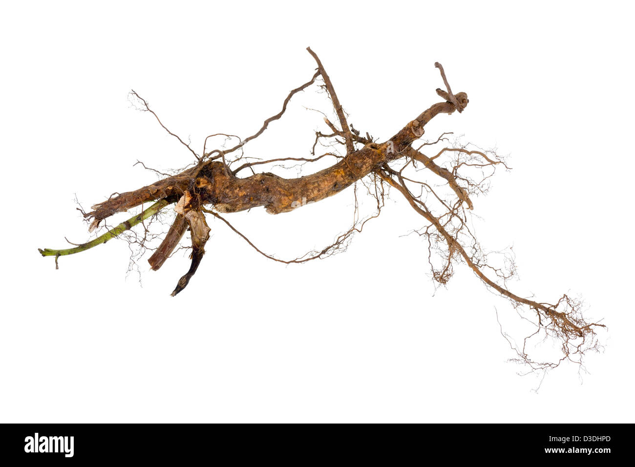 The floating root is similar to the athlete of the swimmer concept ...