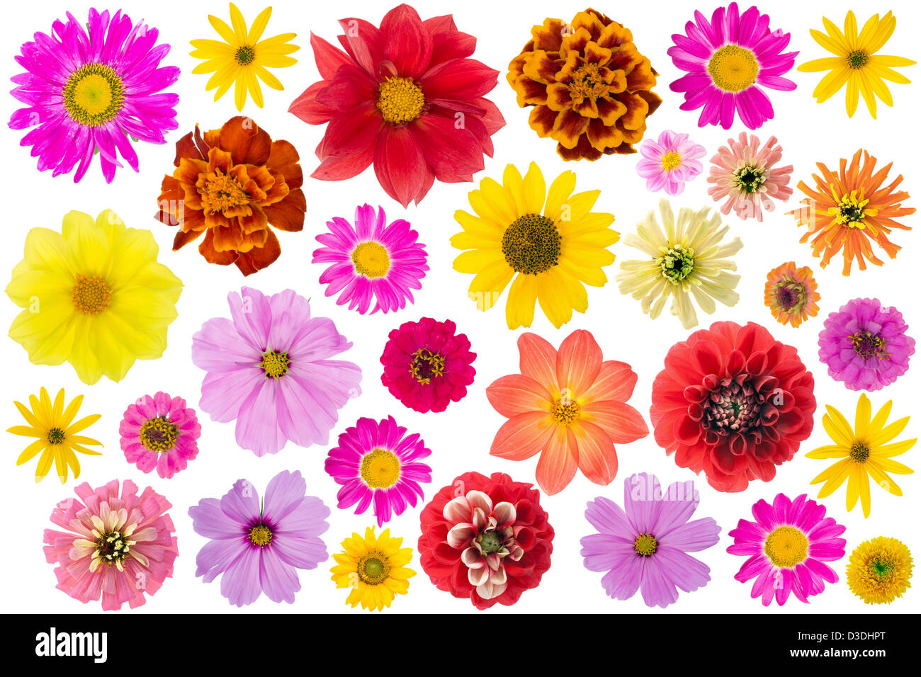 Cultivated garden and wild simple flowers big set isolated on white ...