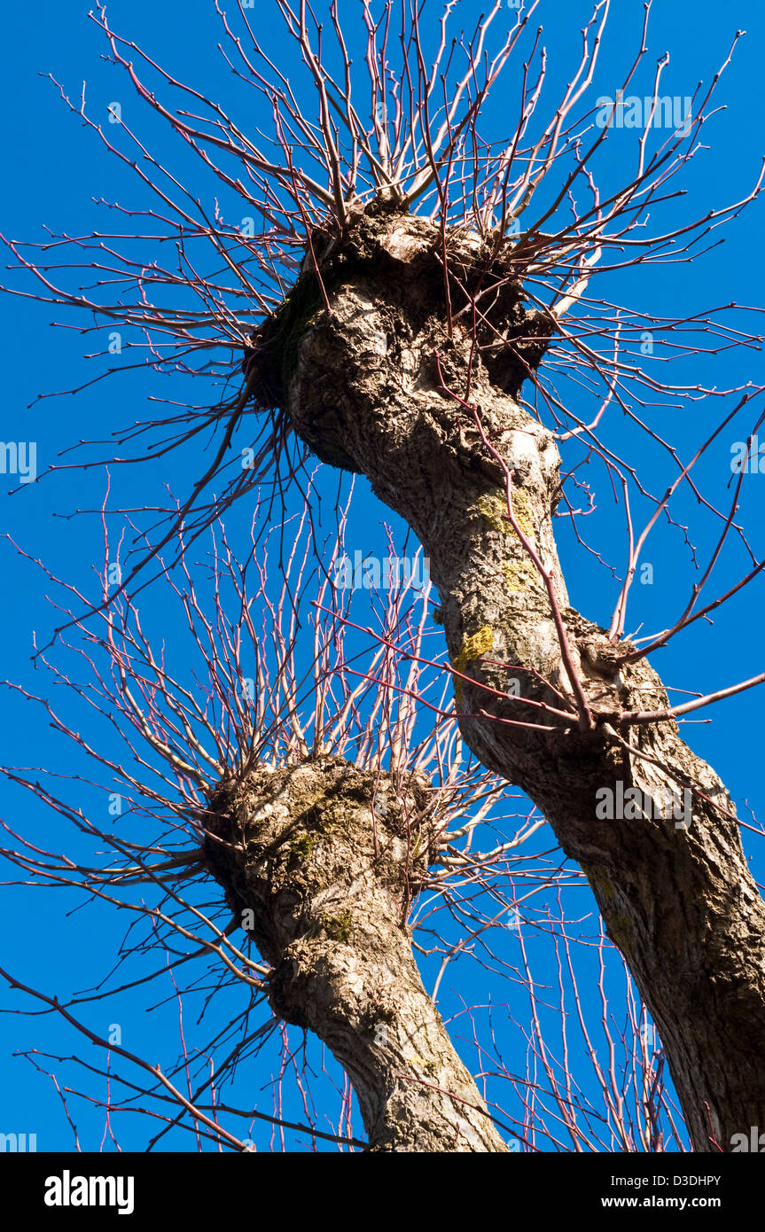 Pollarded Tilleul / Lime tree, Indre-et-Loire, France Stock Photo - Alamy